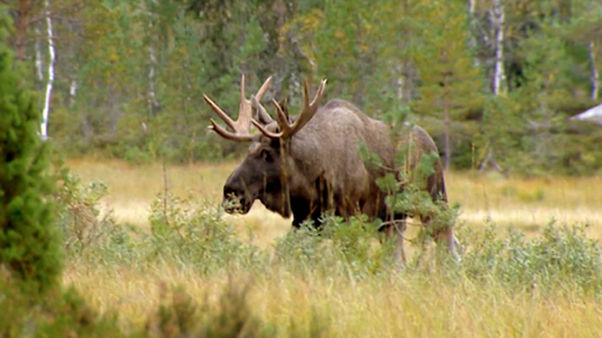 Elgen - skogens konge – NRK