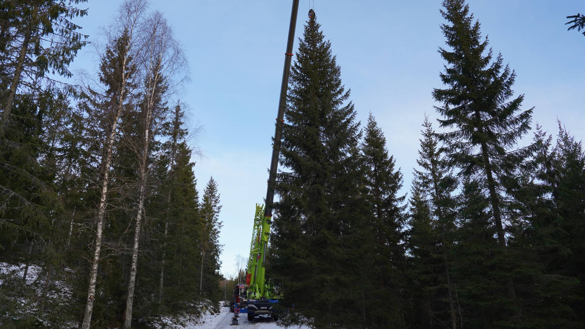 Det tradisjonsrike juletreet som skal til London er felt – Stor-Oslo