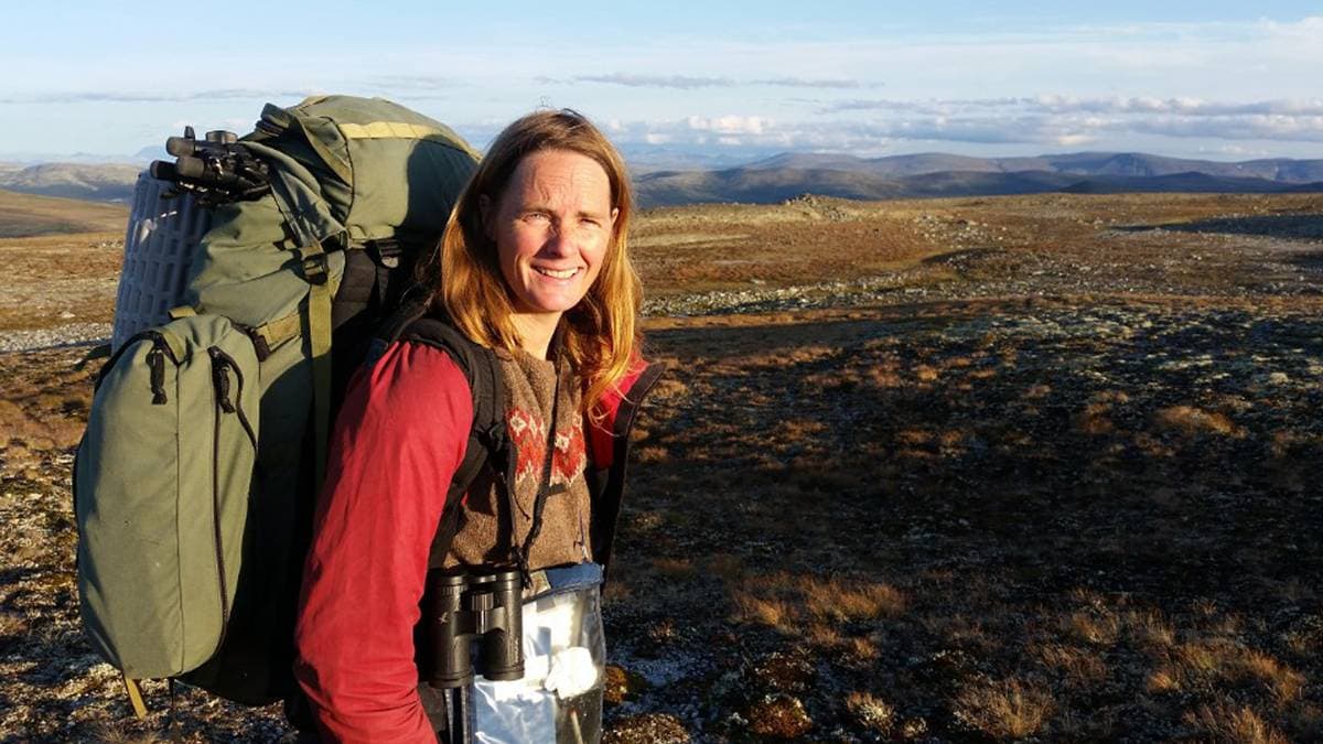 Tror fjellreven i Norge kan være levedyktig om 10–15 år – NRK Troms og ...