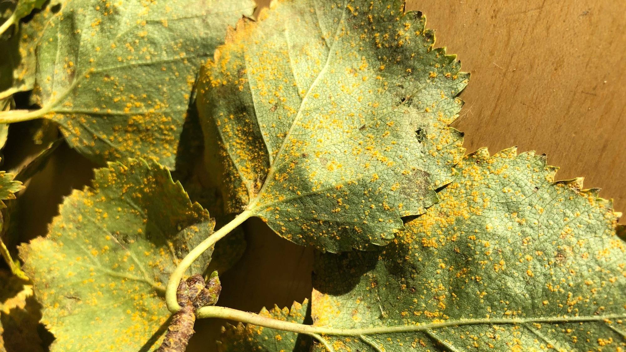 Allergi mot bjørkerust kan gi plager langt ut på høsten – NRK Nordland