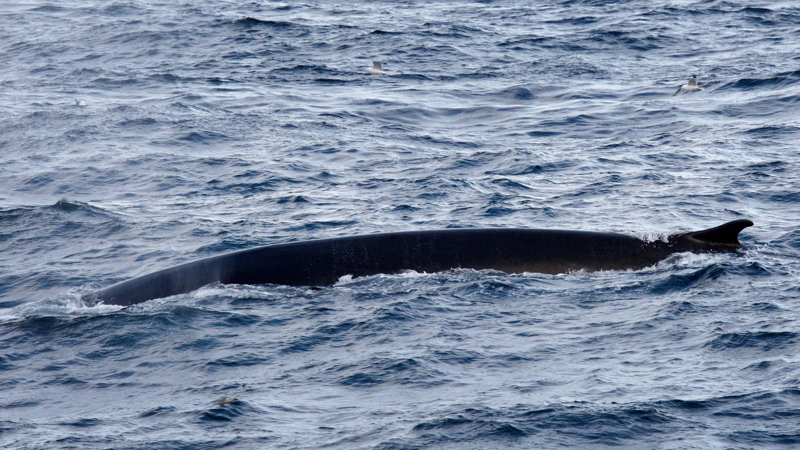 Hvalfangst – Siste nytt – NRK