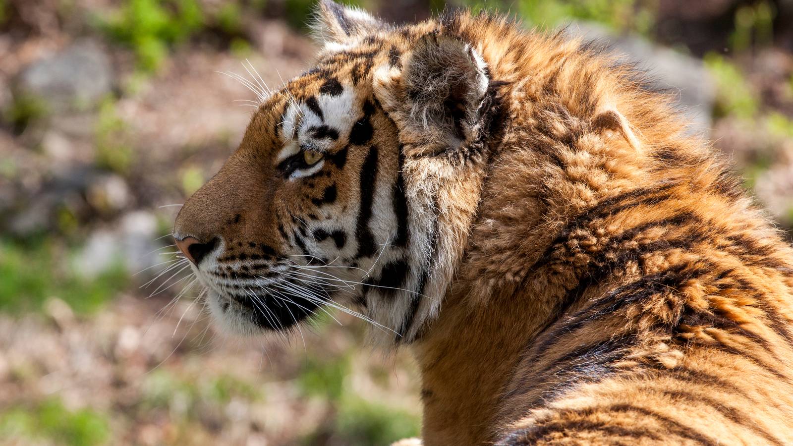 Sibirsk tiger venter unger i Dyreparken – NRK Sørlandet – Lokale ...