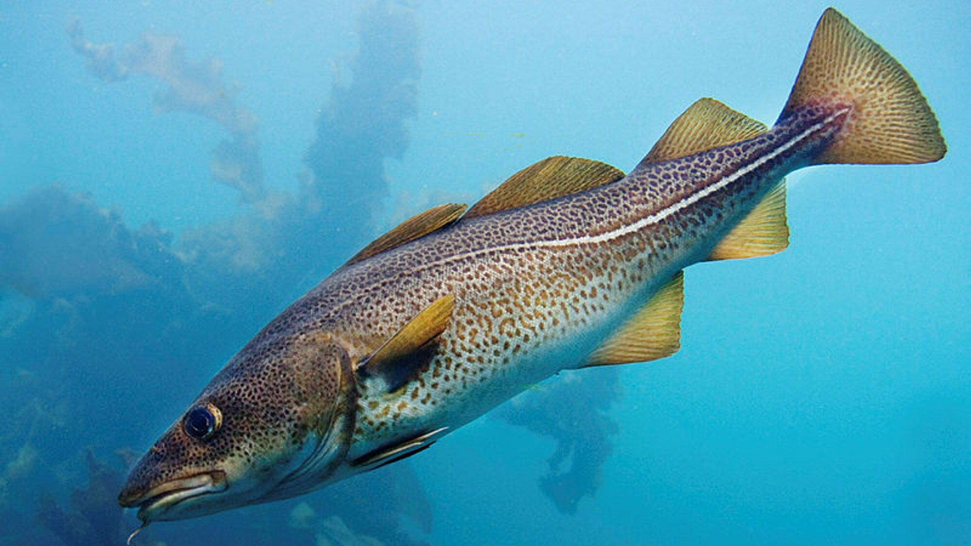 Ny forskning: Å spise fisk tidlig i livet kan forebygge sykdommer – NRK ...