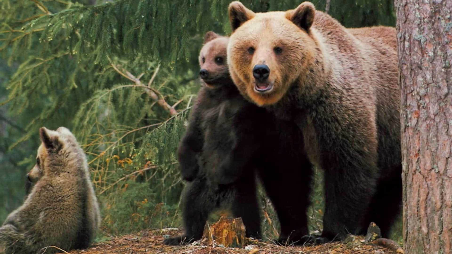 Hvis jeg var et dyr - NRK TV