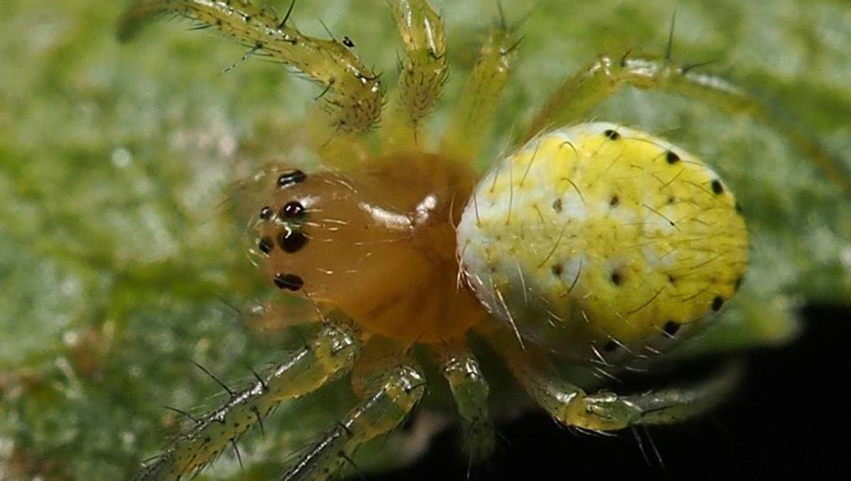 Edderkopper – NRK Østfold – Lokale nyheter, TV og radio