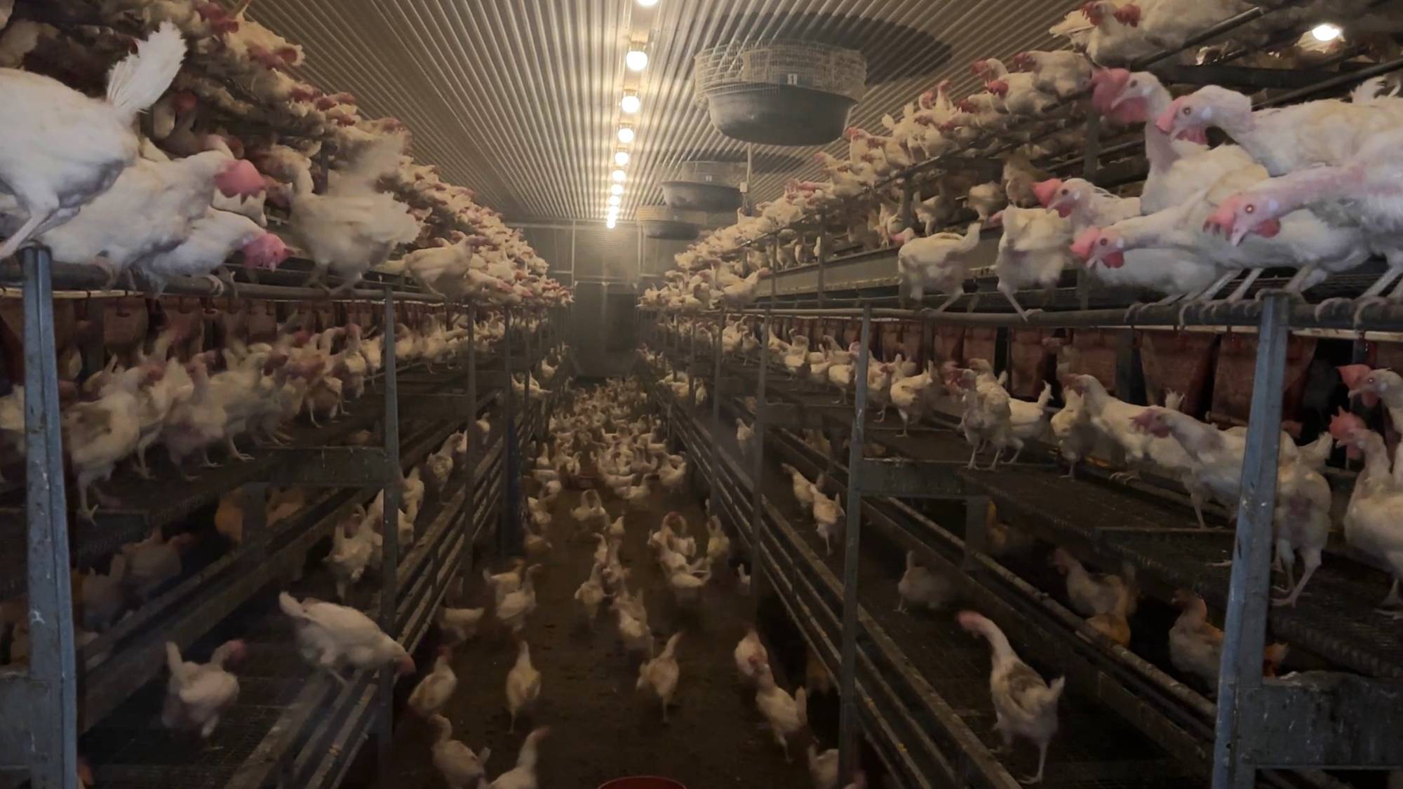 Nortura trekker tilbake minst 10 millioner egg tilbakekalt på grunn av forgiftningsfare – NRK ...