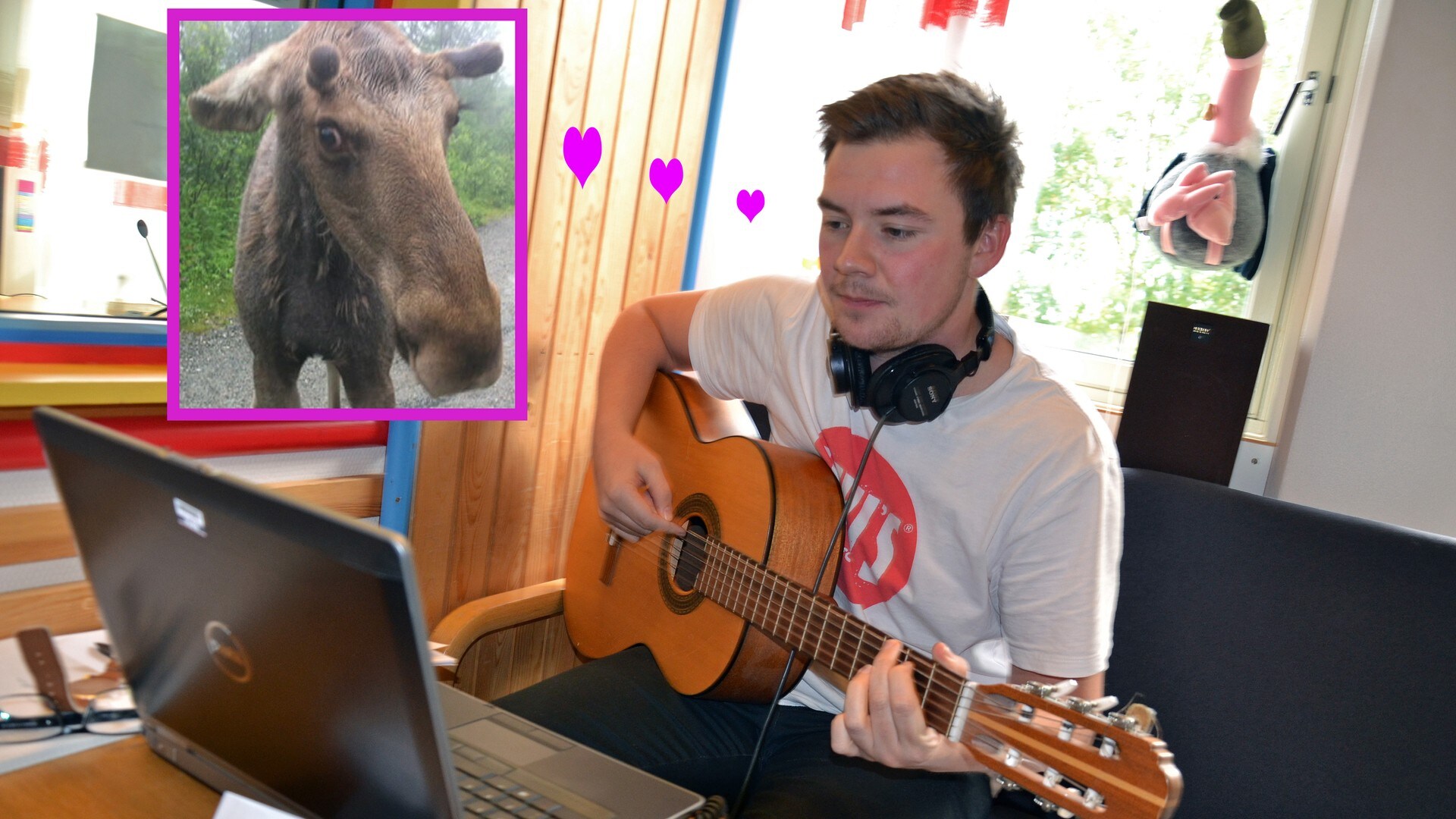 Elgen tenner trønderne – NRK Trøndelag – Lokale nyheter, TV og radio