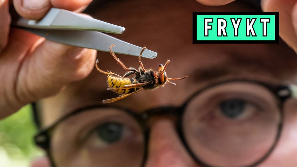 Kjempevepsen Geithams brer om seg og kan bli fjernet fra rødlista over ...