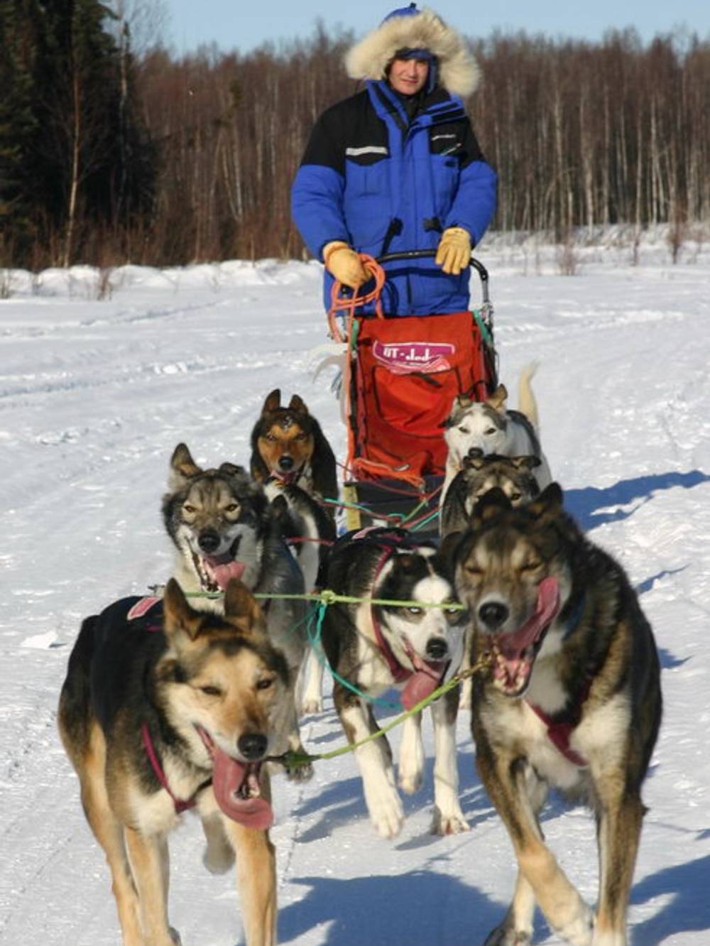 Danser med huskyer – NRK Nyttig – Tips, råd og innsikt