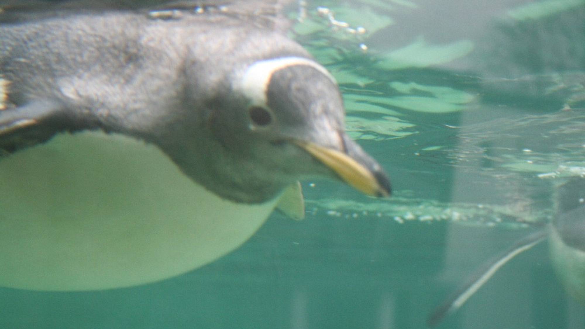 Pingviner – Natur – NRK