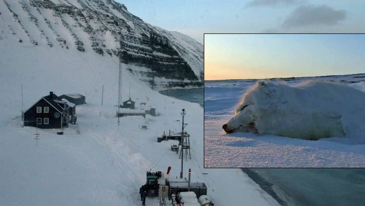 Rabies påvist på Svalbard – NRK Troms og Finnmark
