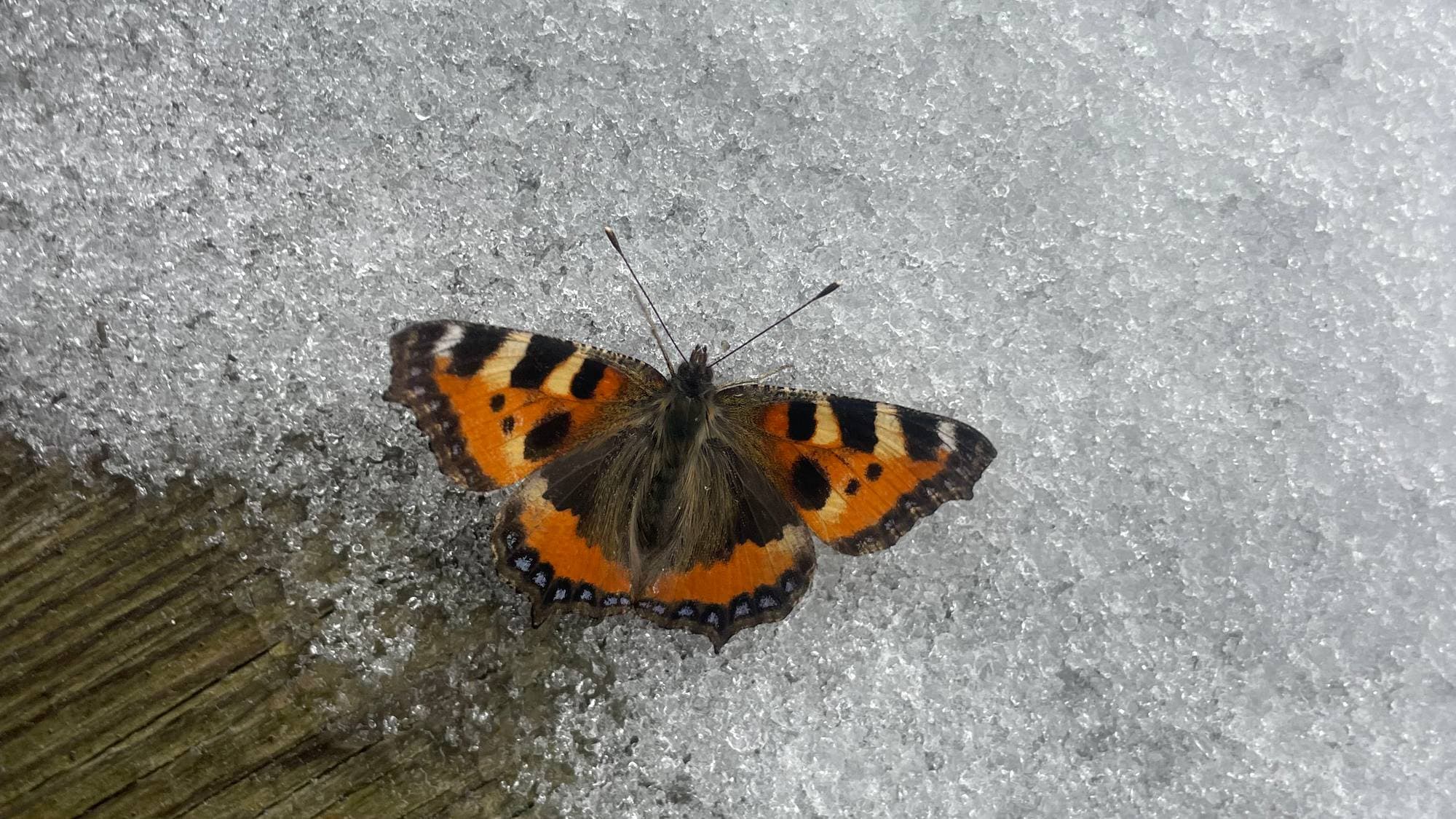 Sommerfuglen vakna i vinterland – NRK Sørlandet – Lokale nyheter, TV og ...