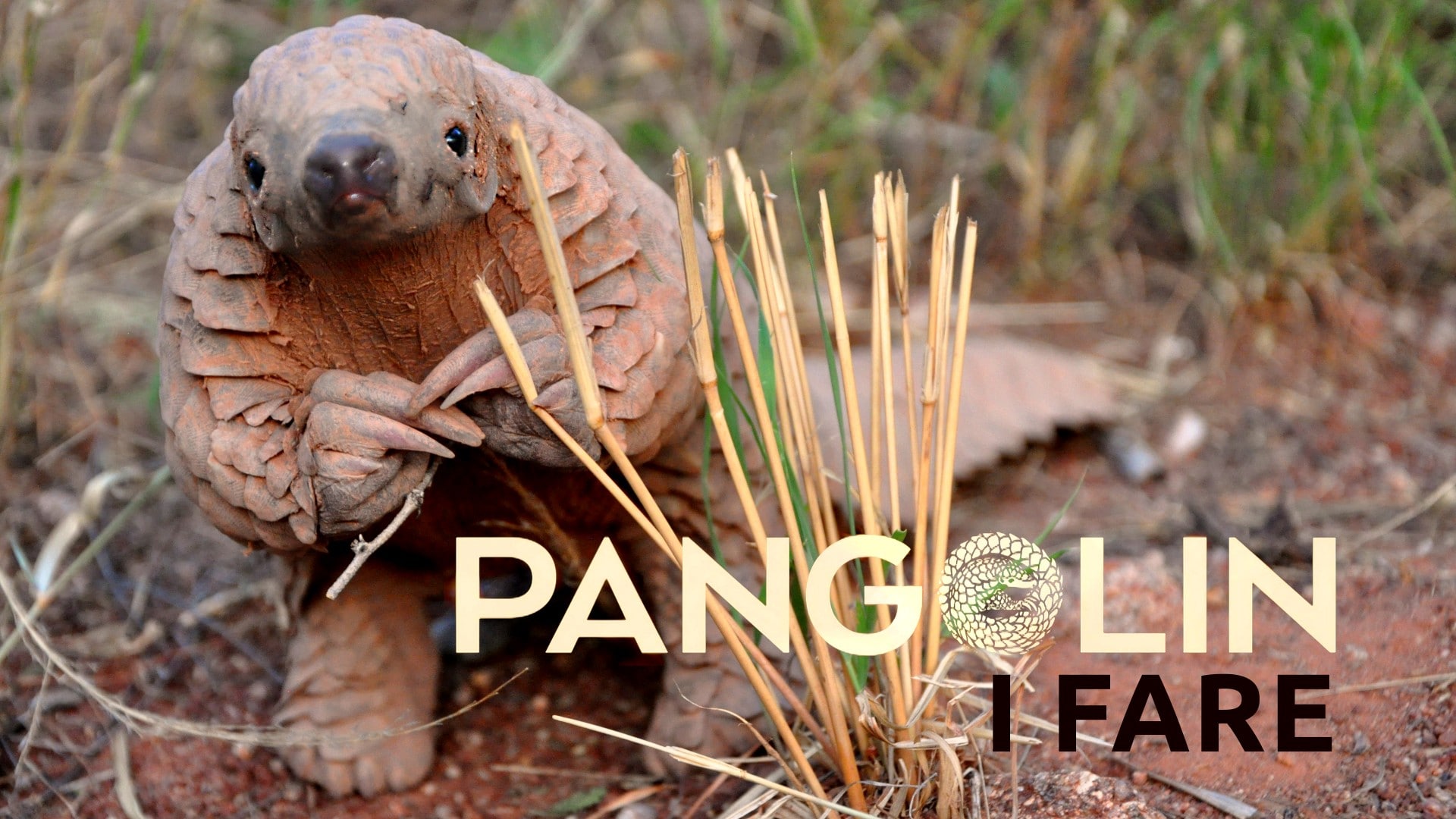 Pangolin i fare - NRK TV