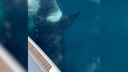 Einar og Elisabeth Gundersen vart «angripne» av ein spekkhoggarfamilie ...