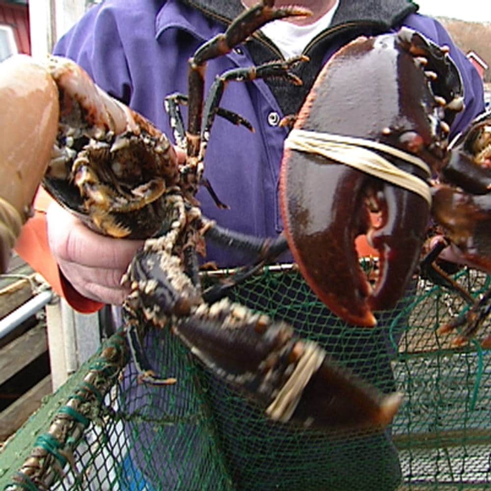 Kokkenes beste hummer-oppskrifter – NRK Mat – Oppskrifter og inspirasjon