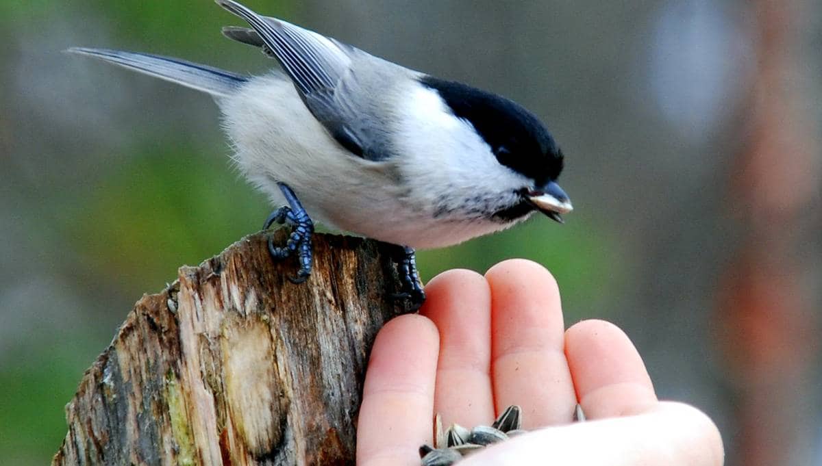 Hva vet du om fugler? – Natur – NRK
