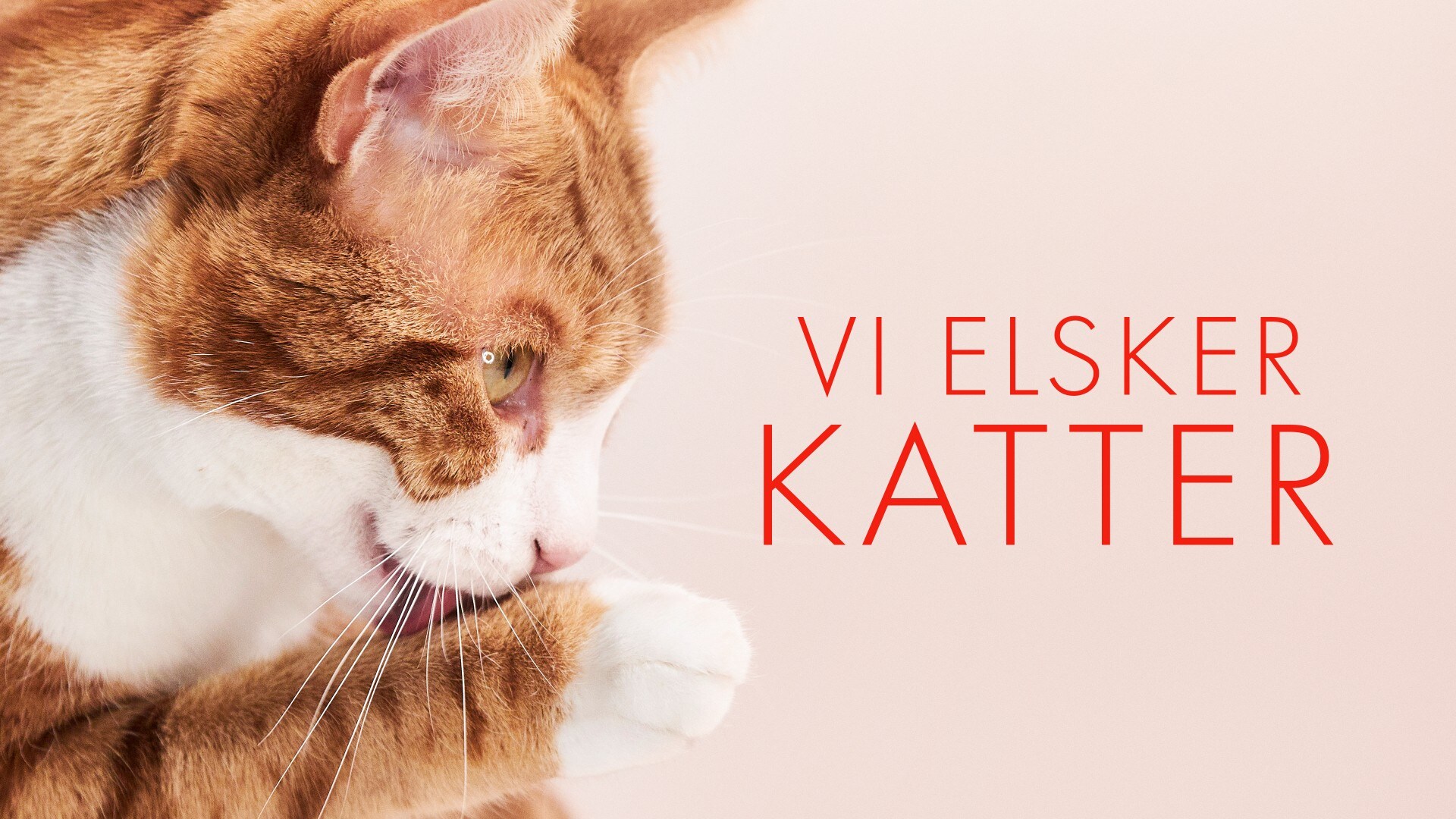 Vi elsker katter - NRK TV