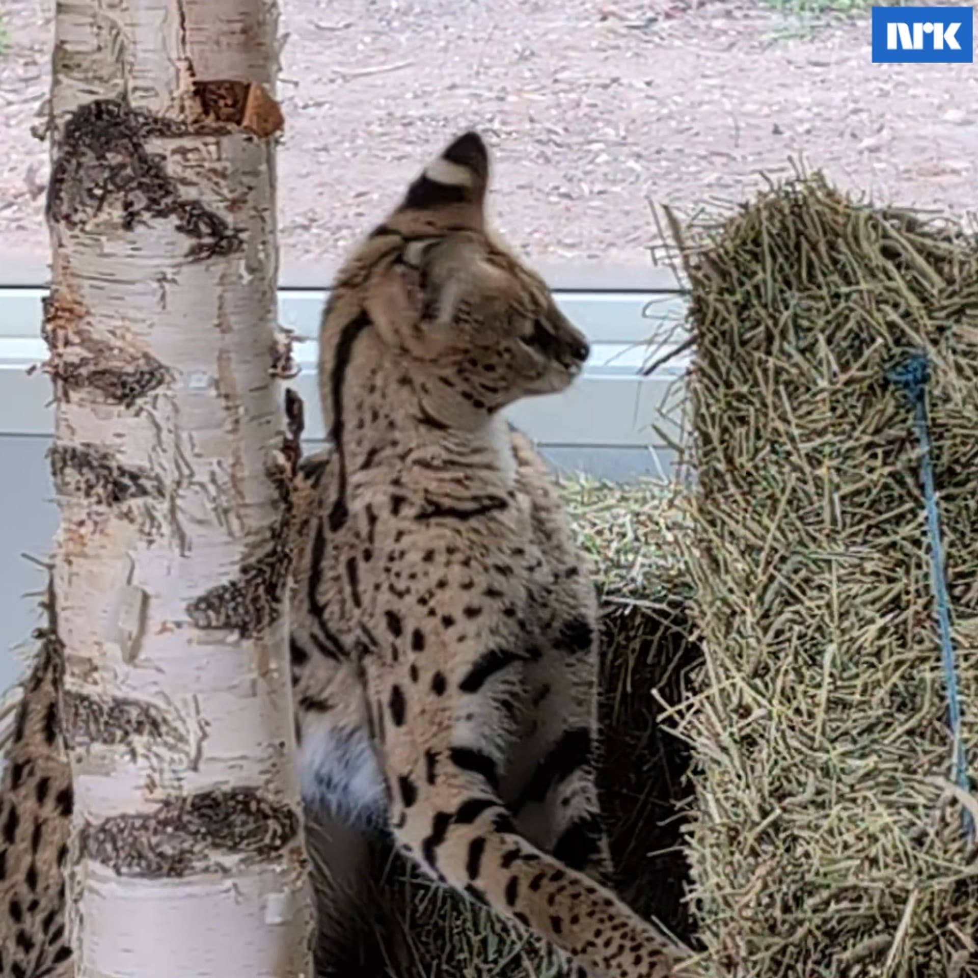 Den sjenerte servalen Niño – NRK