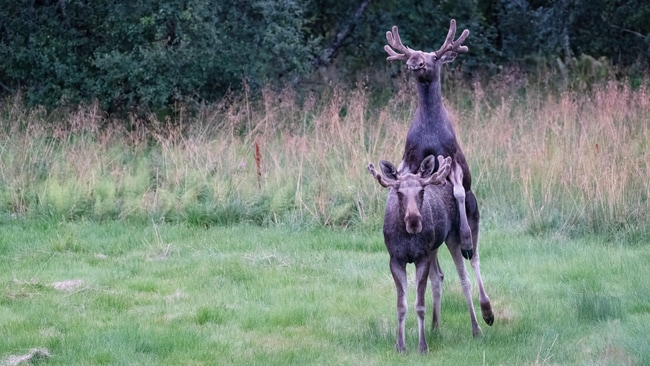 To okser tatt på fersken: – Kanskje et forsøk på å finslipe teknikker ...
