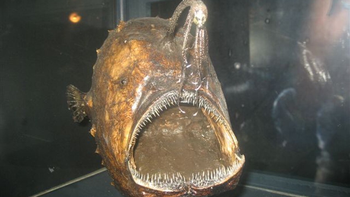 Rare fisker – NRK Kultur og underholdning