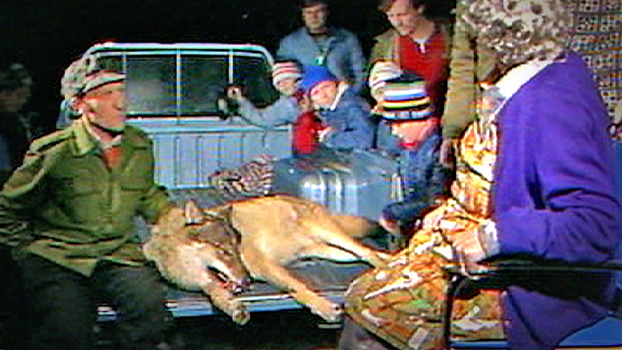 Hvor kommer den norske ulven fra? Derfor er ulvedebatten i Norge så ...