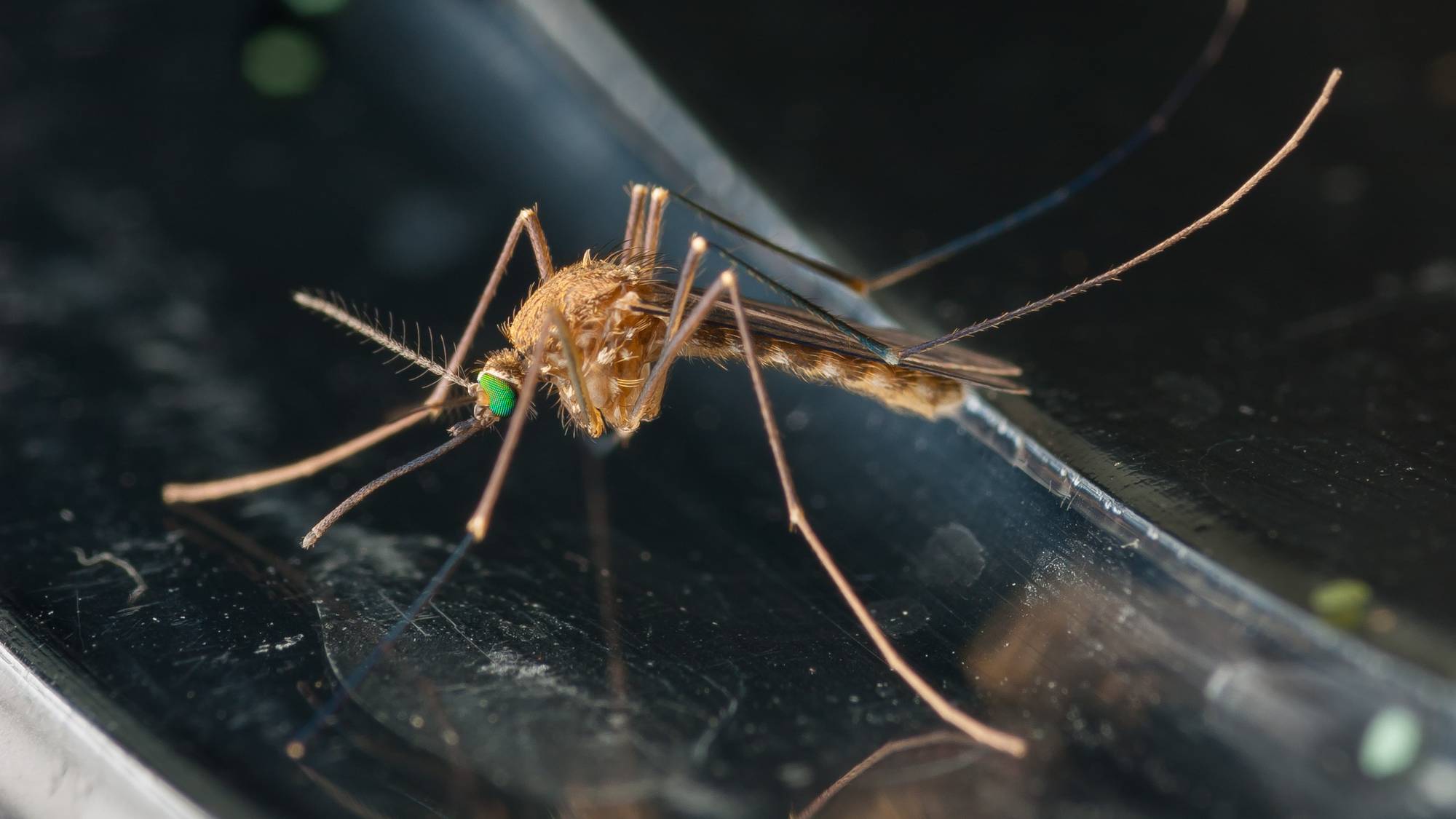 Insektekspert Mari Steinert kommer med det du trenger å vite om mygg ...