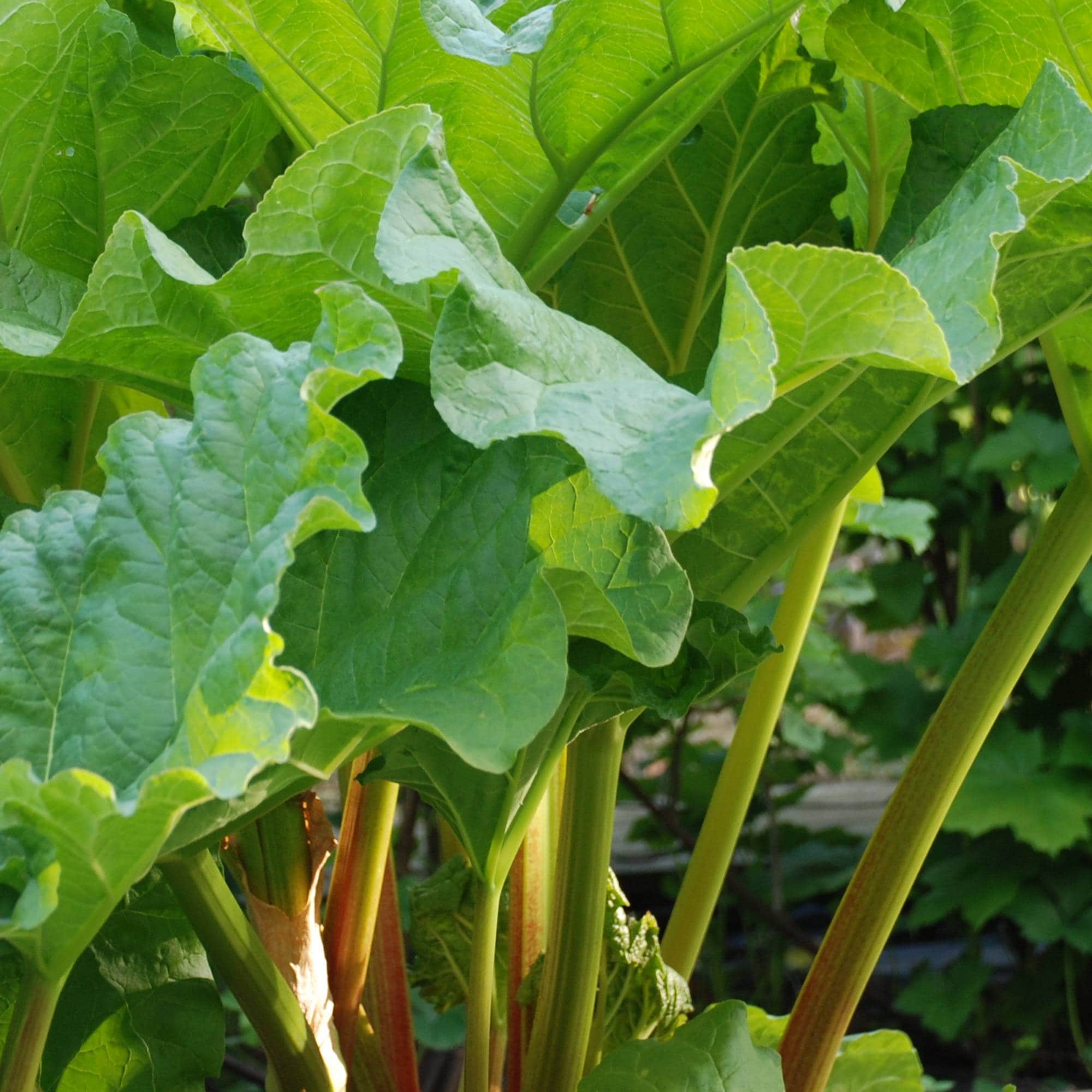 Rabarbra i drinken, til middag og på grillen – NRK Mat – Oppskrifter og ...