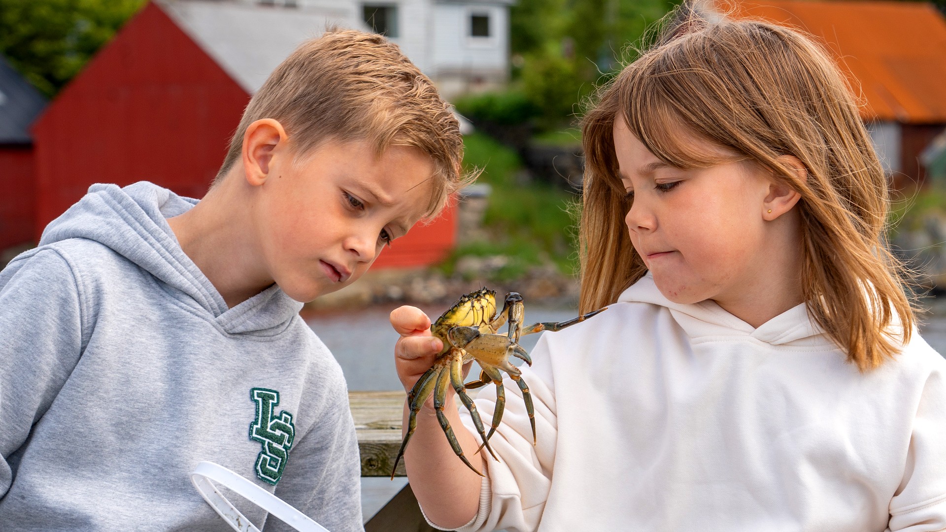 Skattejakt i fjæra - NRK TV