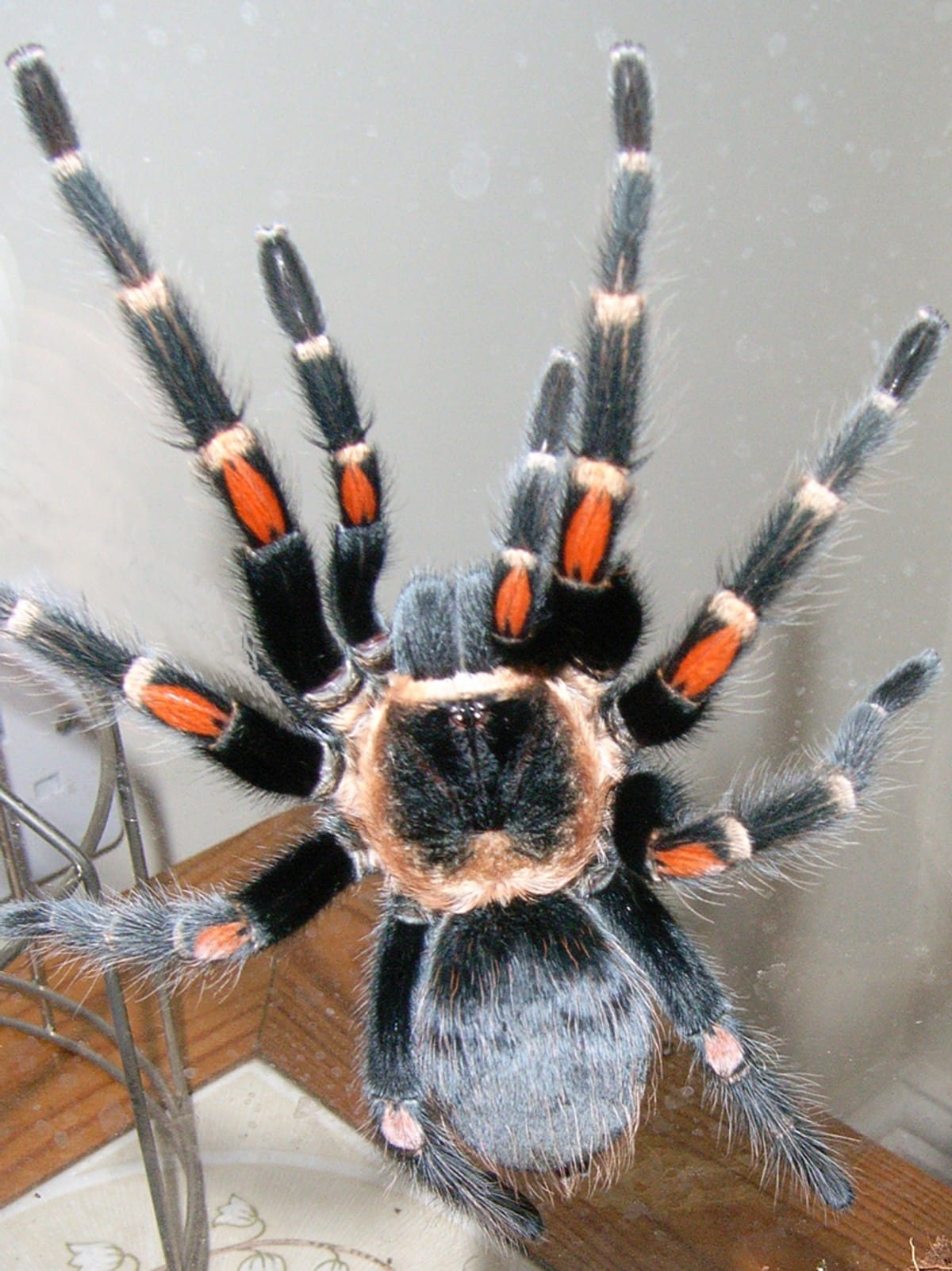 Tarantell får fotfeste med silke – NRK Viten – Nyheter innen vitenskap ...