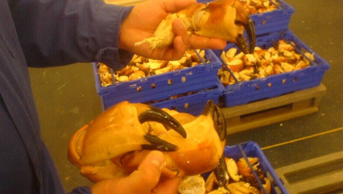 Krabbe er god butikk – Økonomi