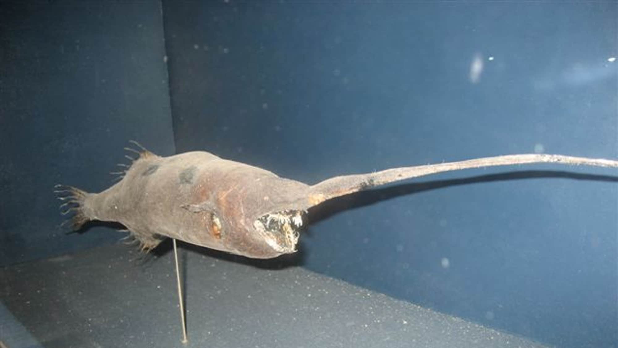 Rare fisker – NRK Kultur og underholdning