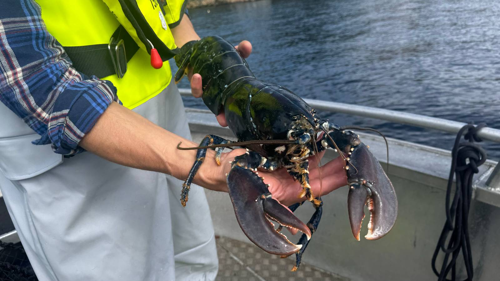 Suksess med fredning av hummer – mener det er behov for flere ...