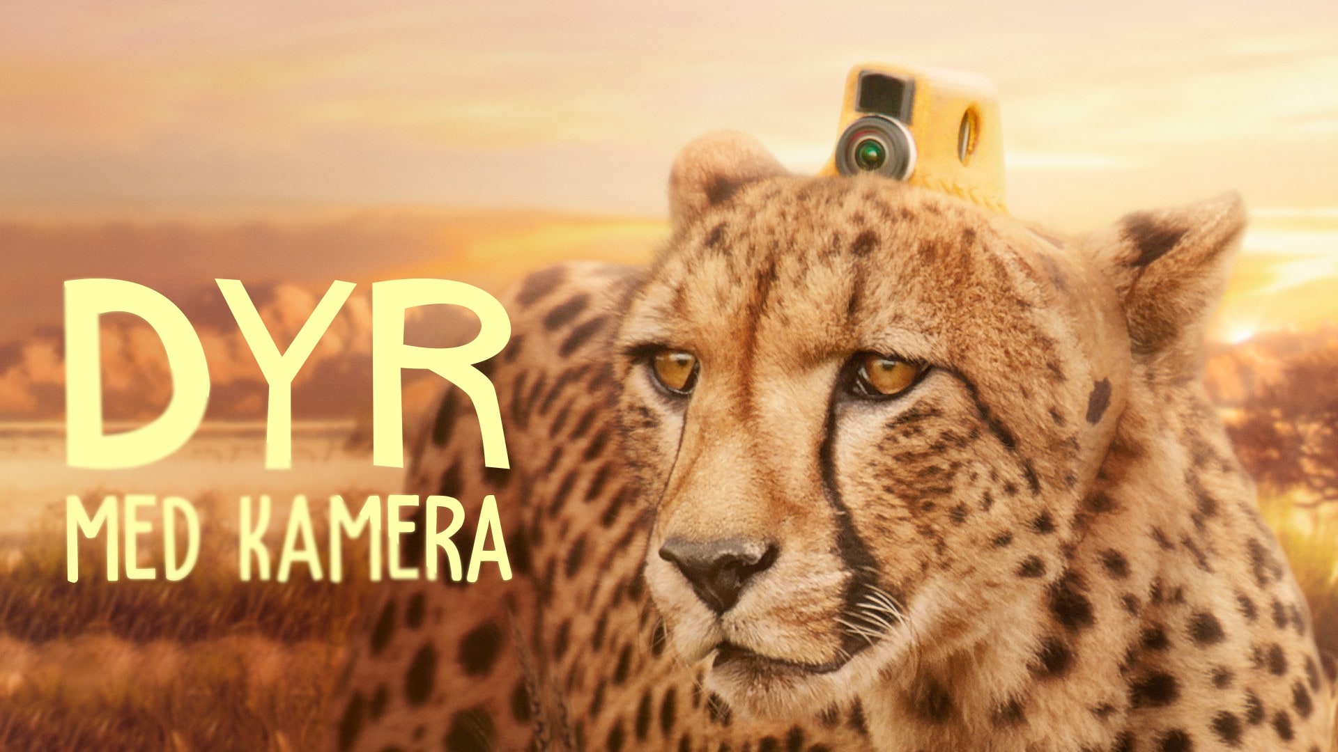 Dyr med kamera - NRK TV