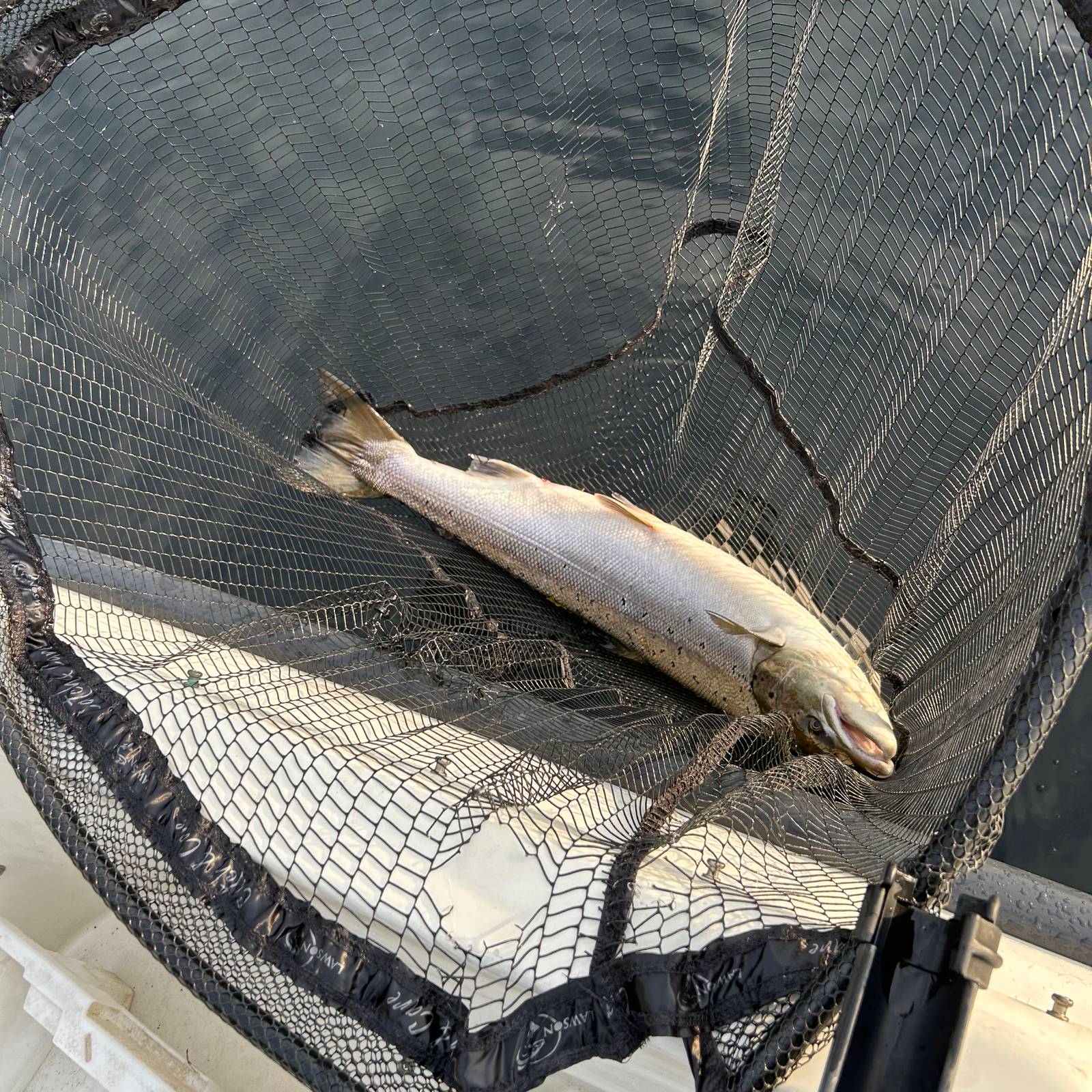 Varsellampene blinker ordentlig for laksefisket – NRK Vestfold og Telemark – Lokale nyheter, TV ...