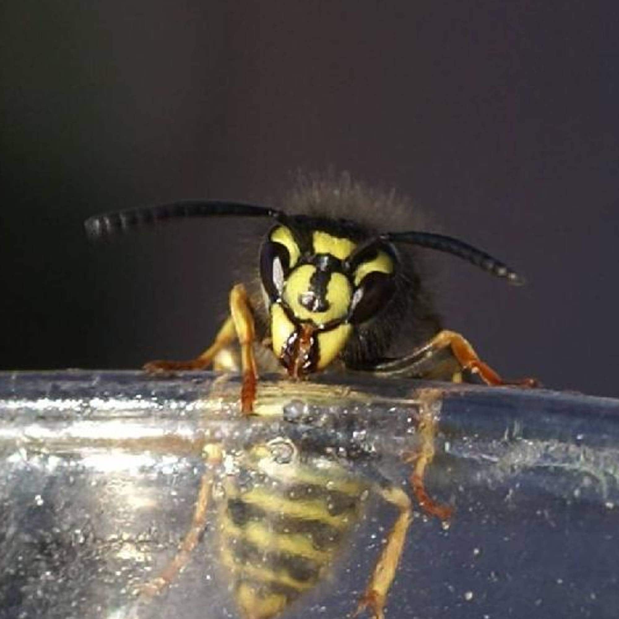 Sju ting du ikke visste at du lurte på om veps – NRK Troms og Finnmark