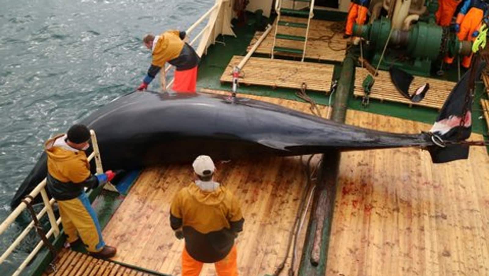 Framtida for norsk hvalfangst – NRK Møre og Romsdal – Lokale nyheter ...
