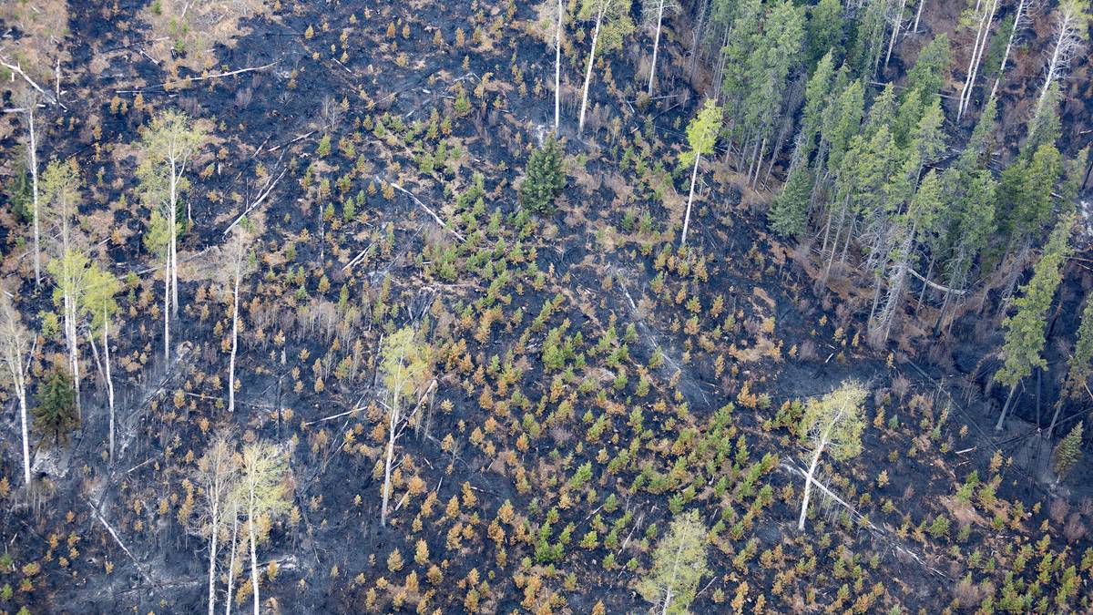 Skogbrannene i Canada har svidd av 100.000 kvadratkilometer – Siste ...