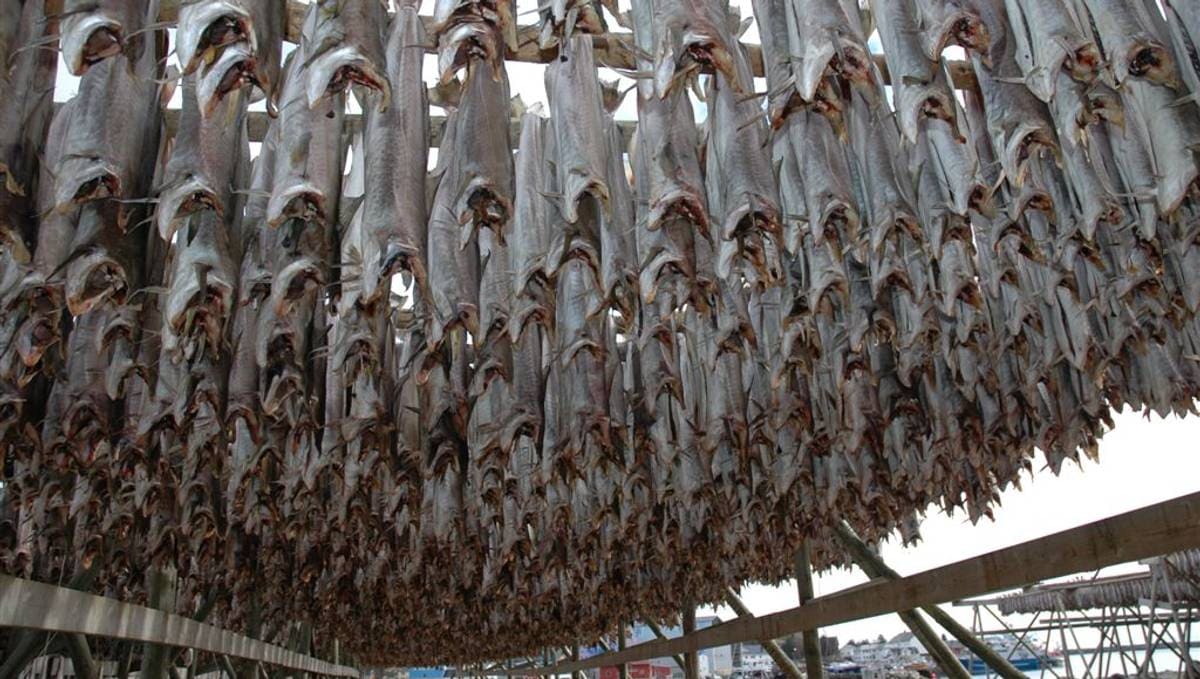 Tørrfisk opp i Champagne-klassen – NRK Nordland