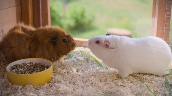 NRK Super - Olga da Polga - julevsámegiellaj