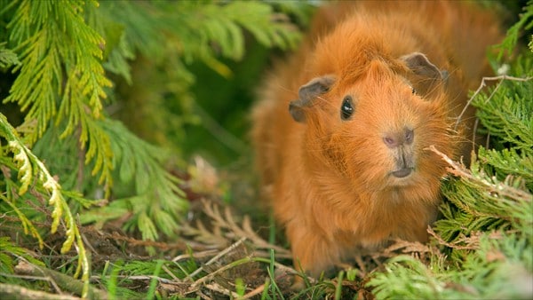 NRK Super - Olga da Polga
