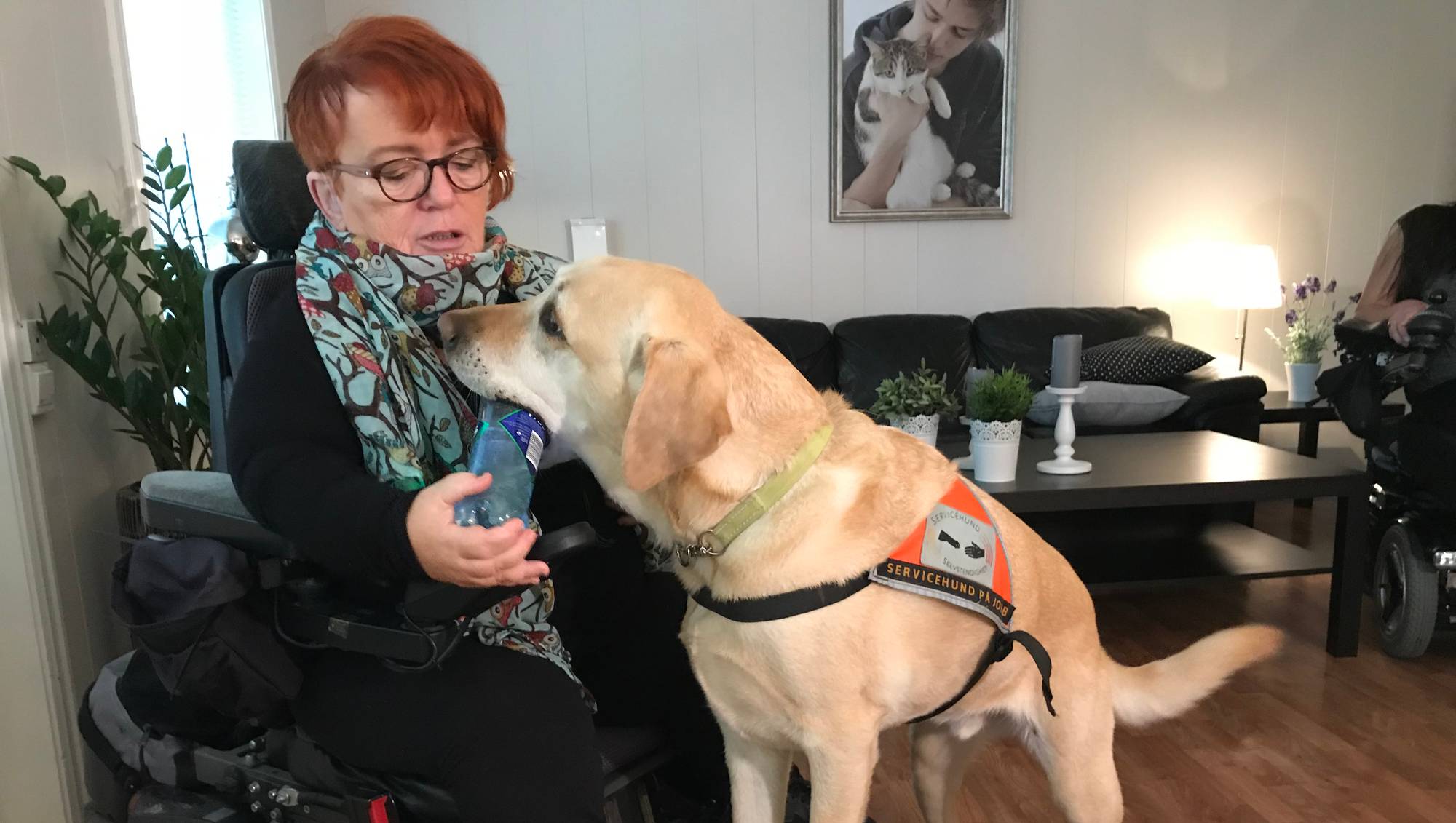 Funksjonshemmede får tilgang på servicehund – NRK Vestfold og Telemark ...