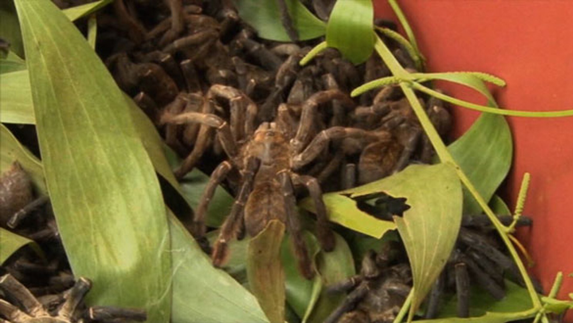 Insekter som mat – NRK