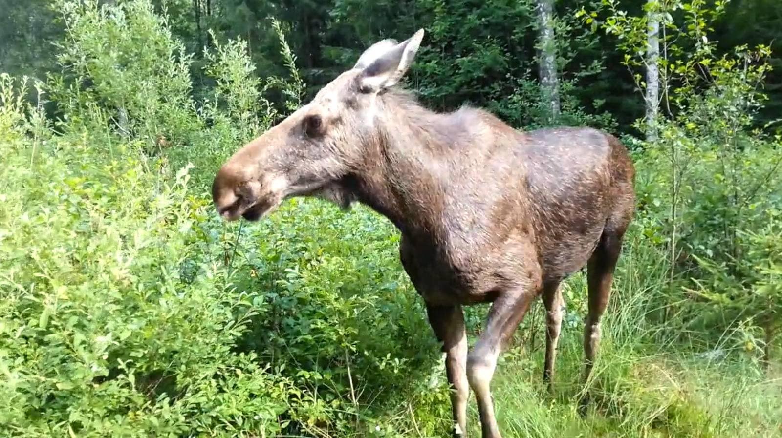 Fant elg full av virusbyller – NRK Trøndelag – Lokale nyheter, TV og radio