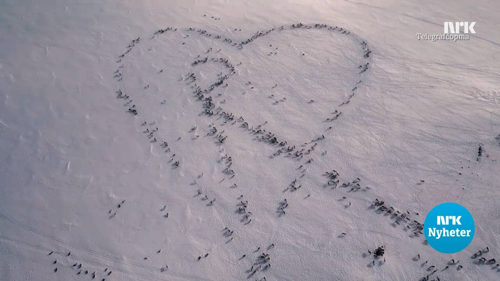 Several hundred reindeer created a heart formation – NRK Norge ...