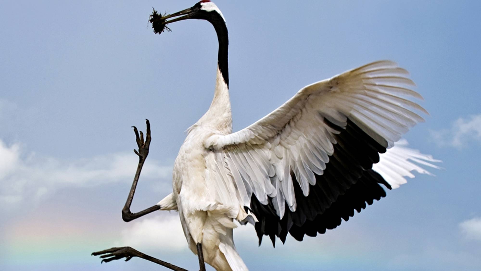 Her er verdens mest sjeldne fugler – NRK Viten – Nyheter innen ...