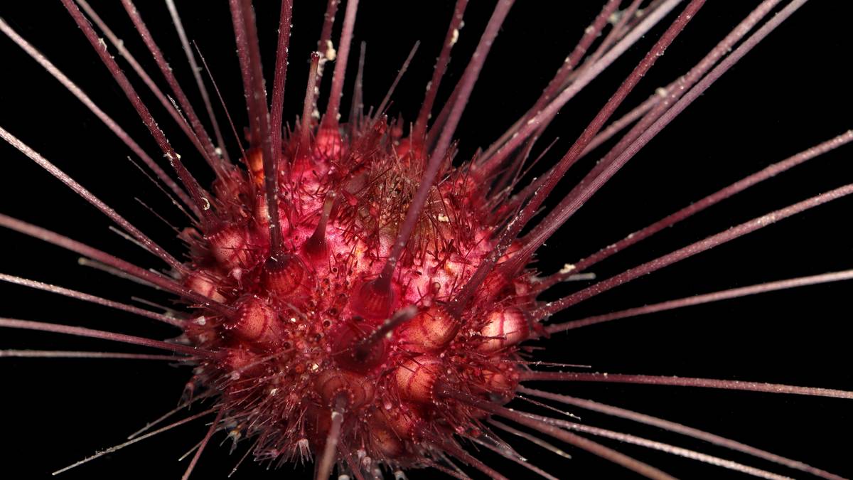 5000 nye arter oppdaget på havbunnen – NRK – Klima