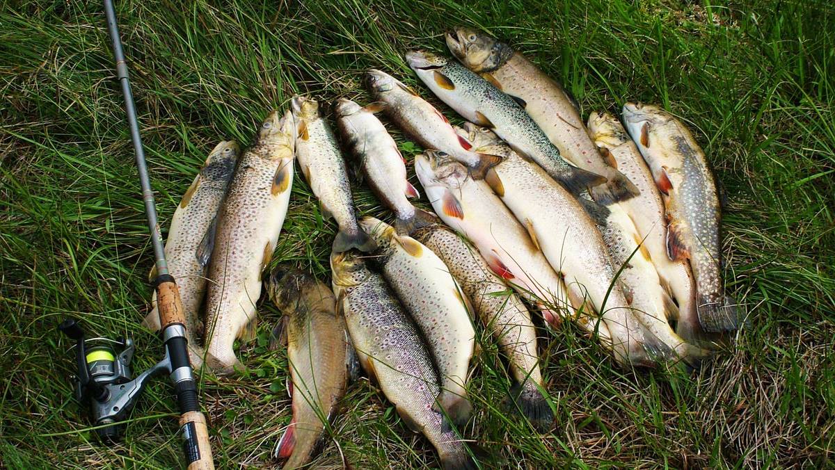 Færre aure på Hardangervidda – NRK Vestfold og Telemark – Lokale ...