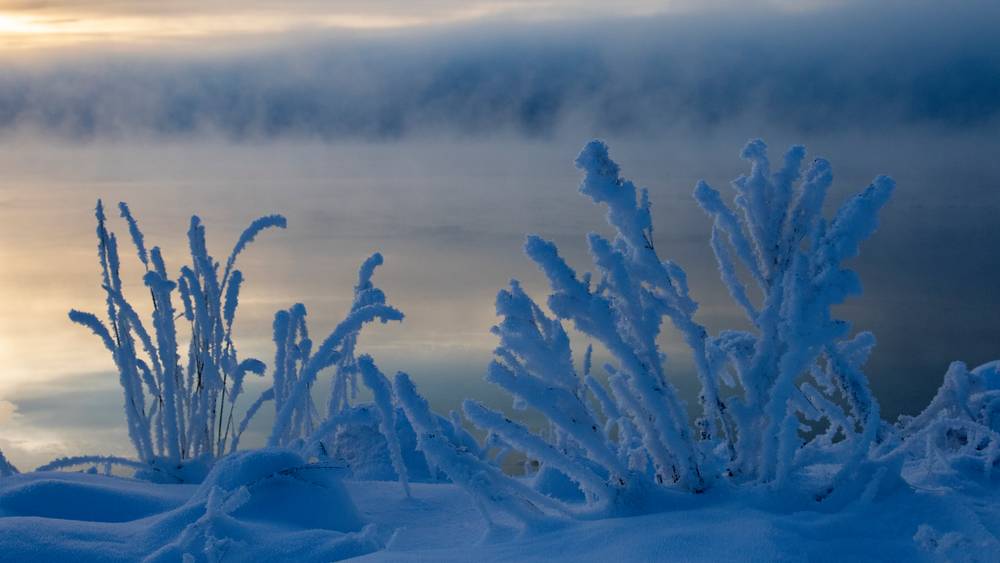 Hattifnatter samlet på høstfjellet – Yr
