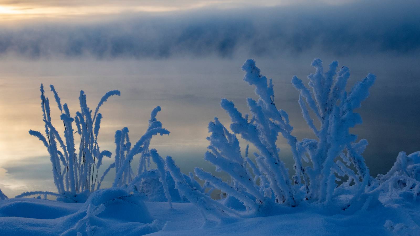 Hattifnatter samlet på høstfjellet – Yr