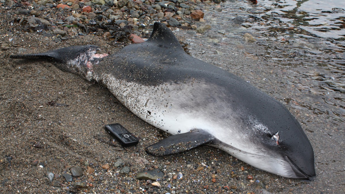 Nise strandet på Filtvet i Hurum – NRK Buskerud – Lokale nyheter, TV og radio